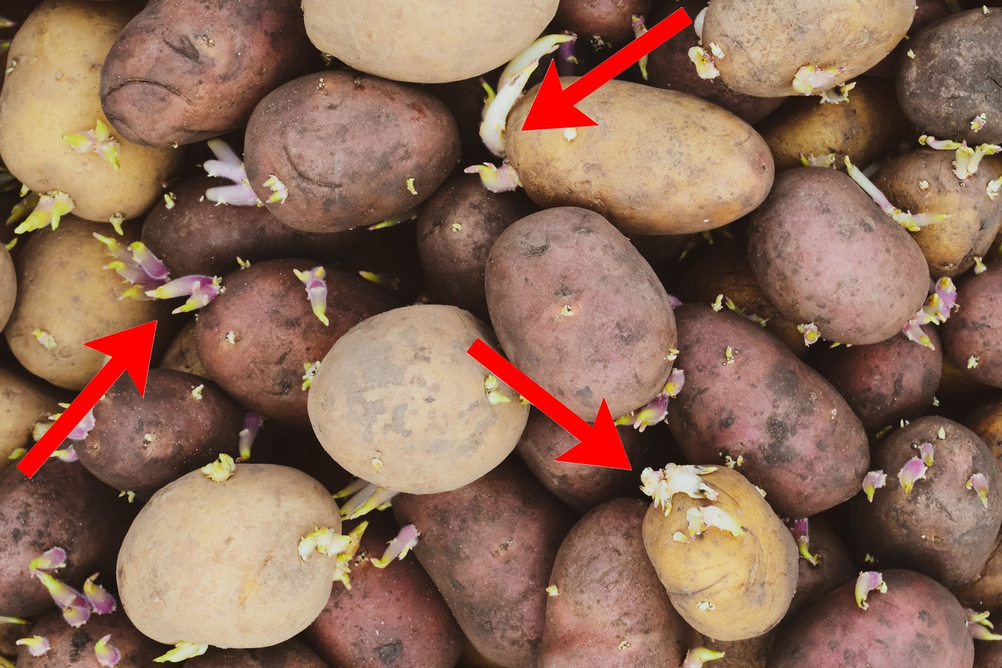 Why are My Potatoes Not Getting Soft in the Oven: Tips & Fixes